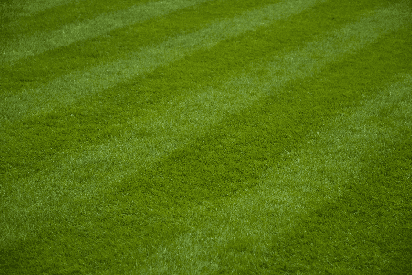 Does the perfect lawn exist? and if it does, how do we obtain it. - Gammies