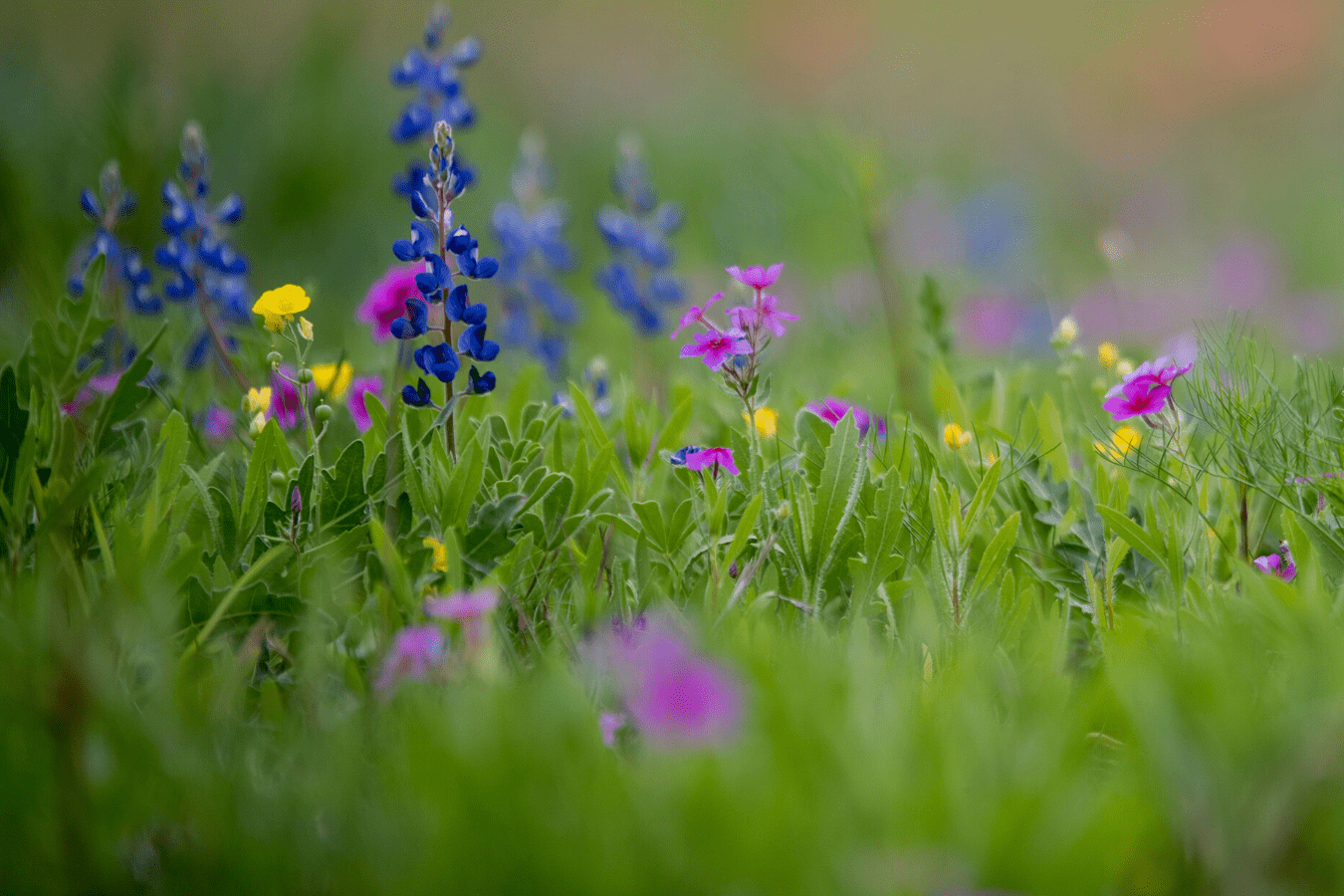 Rewilding: Bringing nature back into your garden - Gammies